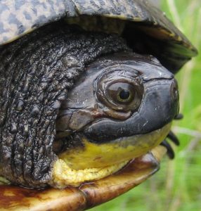 Hudson Valley Turtle Initiative | The Wetland Trust