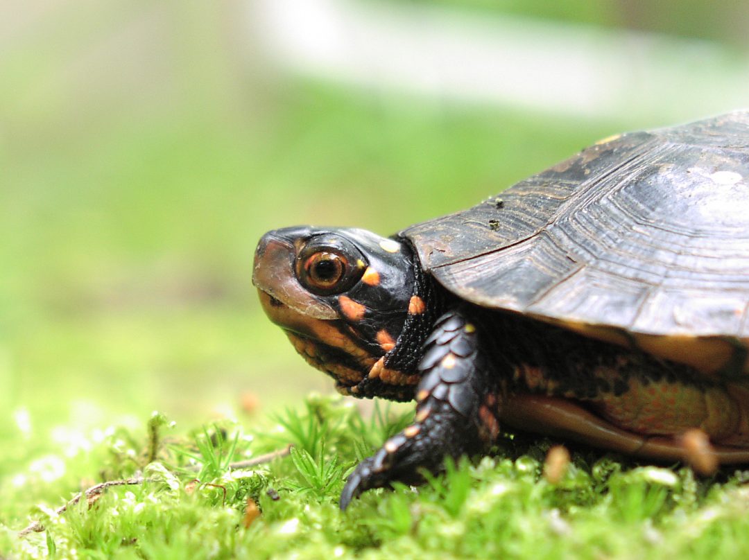 Hudson Valley Turtle Initiative | The Wetland Trust